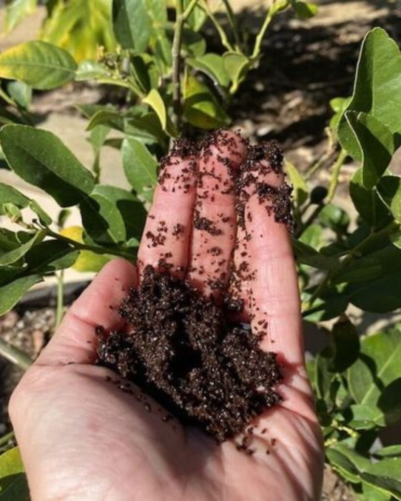 12 Proven Ways Coffee Grounds Boost Your Garden's Health