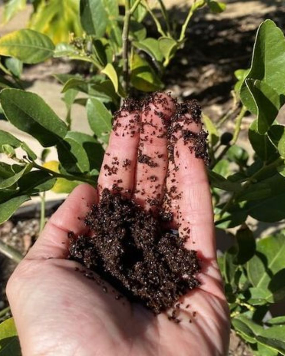 Coffee Grounds are a Gardener's Cheat Code. Here's Why Coffee Grounds are a Gardener's Cheat Code. Here's Why