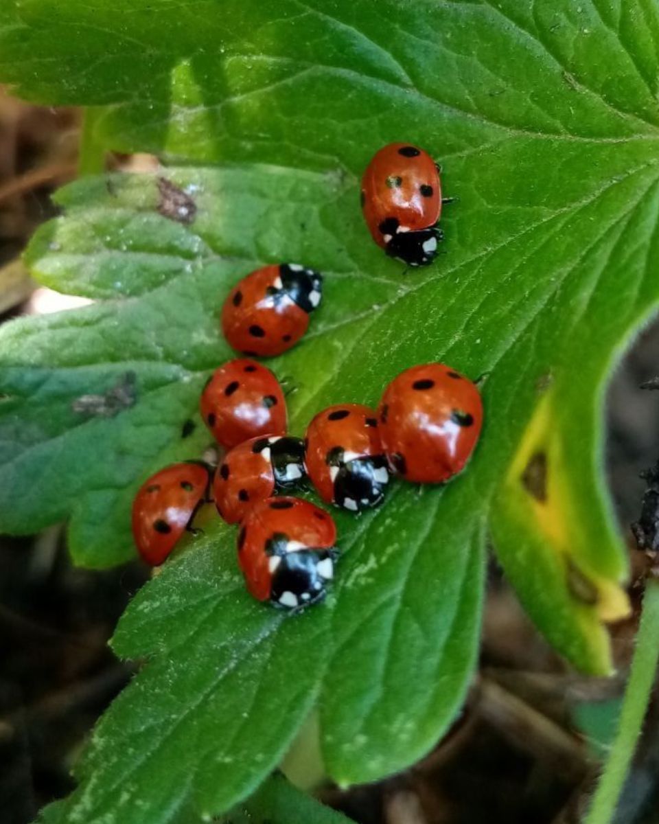 These 7 Amazing Herbs Will Attract Beneficial Insects To Your Garden