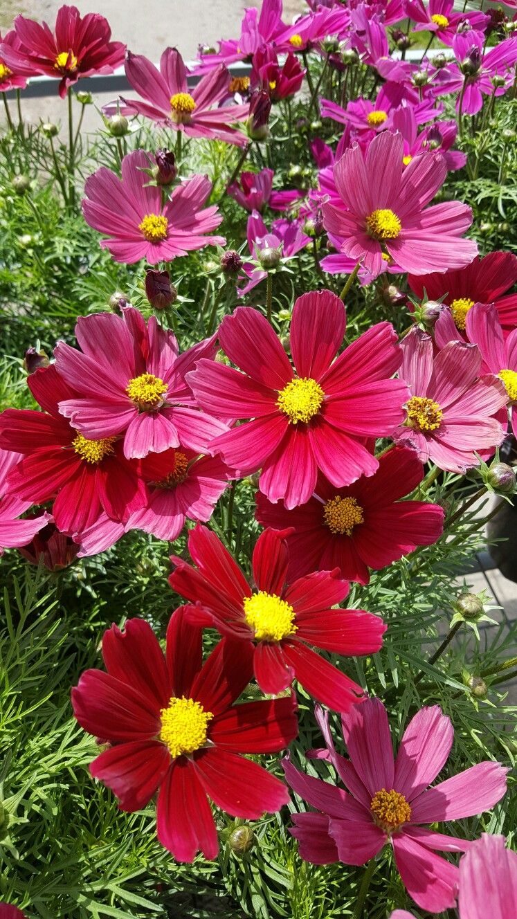 This Is Why You Should Plant Cosmos In Your Edible Garden