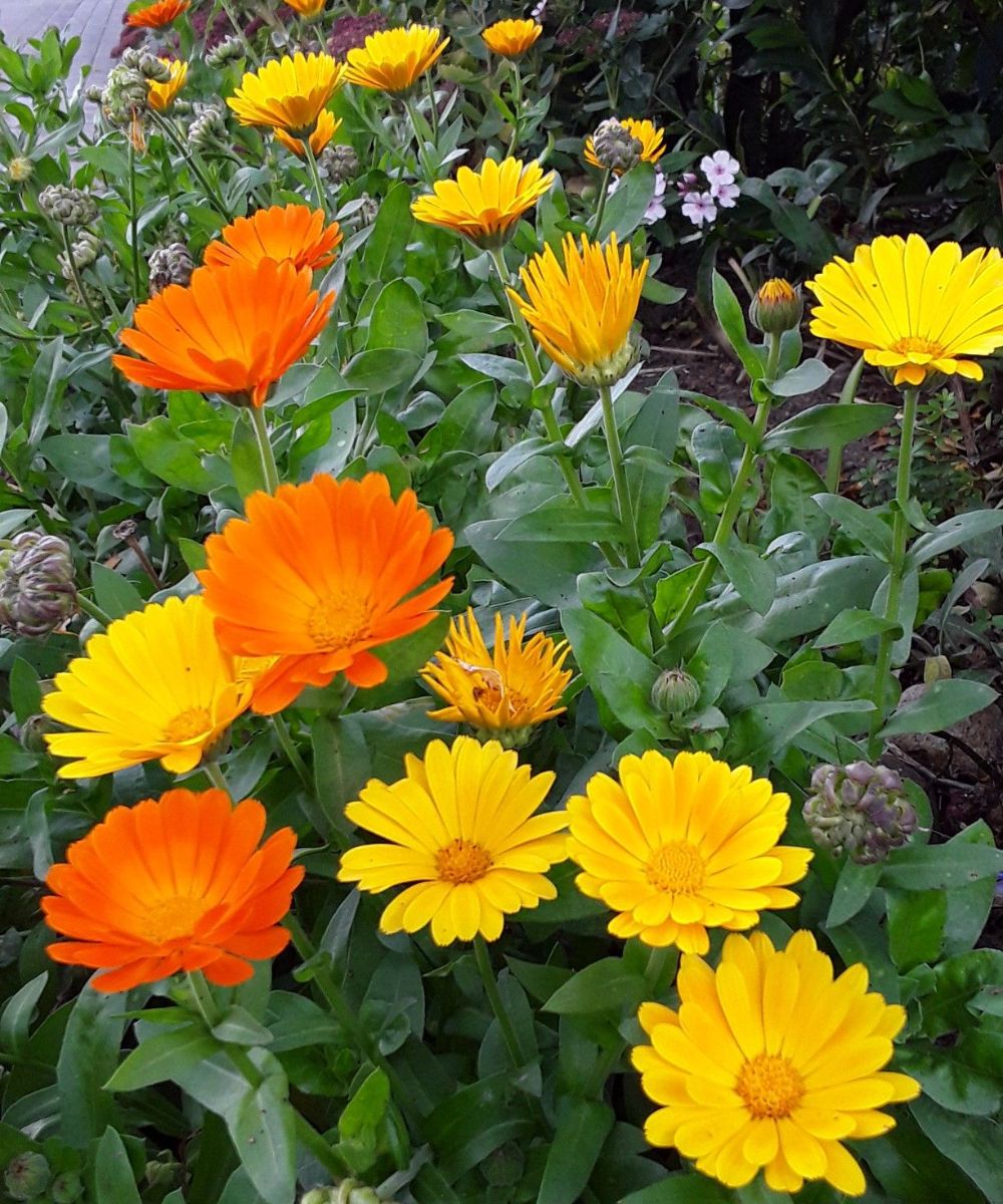 Why Everyone Should Grow Calendula In Their Gardens