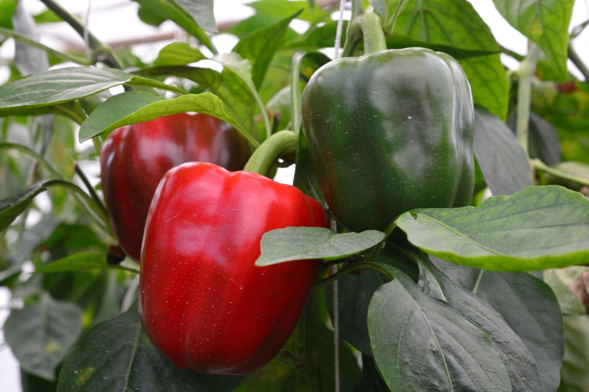 10+ best kept secrets for growing the best bell peppers around the block