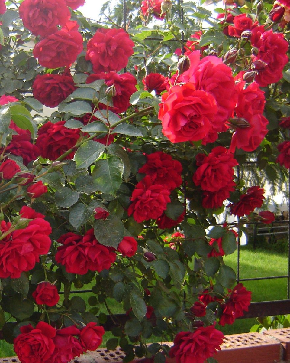 Best Fertilizer for Flowers: Top Picks for a Blooming Garden