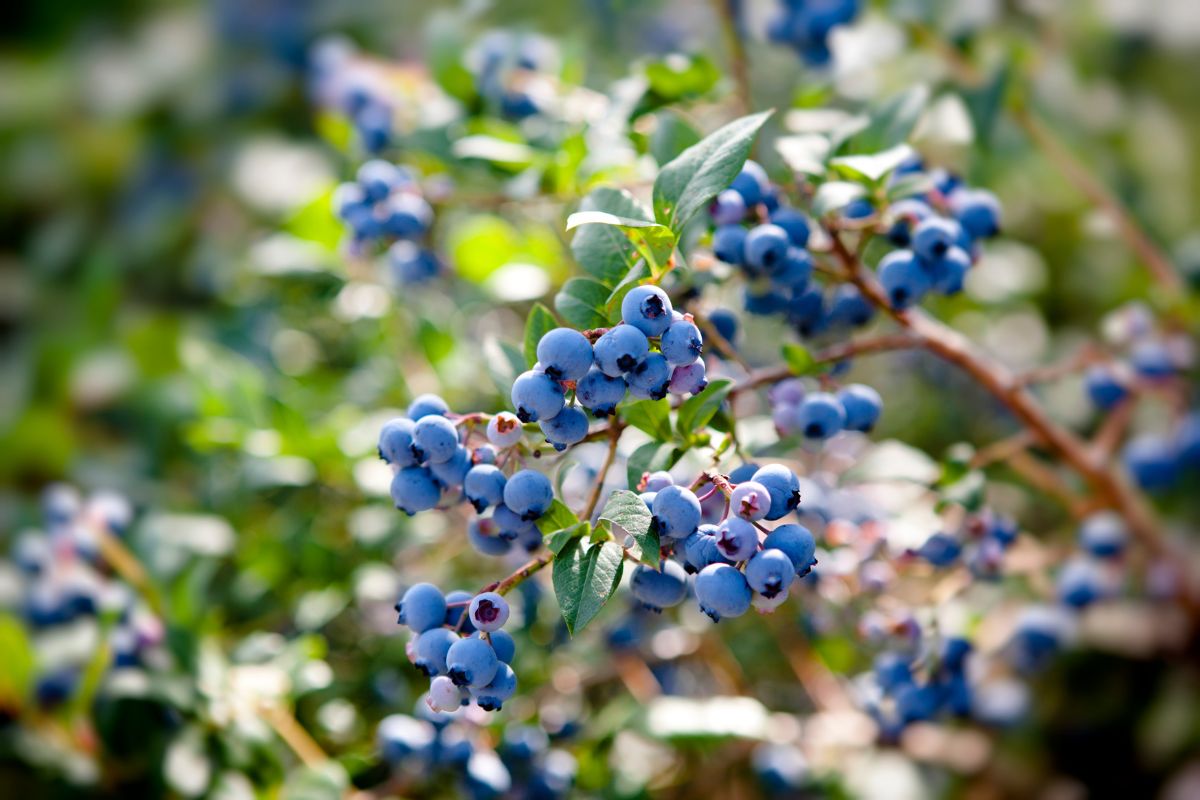 Forget purchasing blueberries. Implement these 10 tactics for a ...