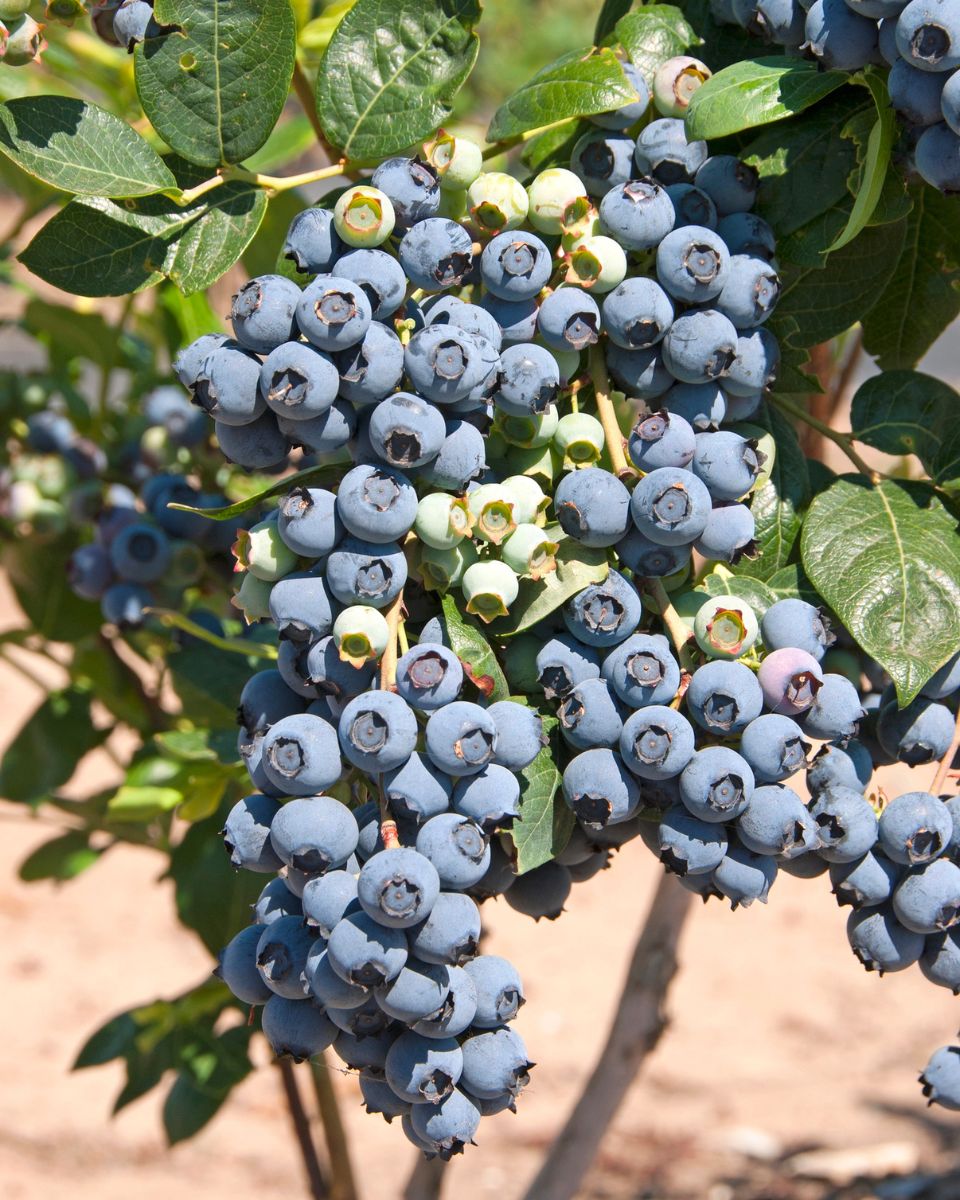Forget purchasing blueberries. Implement these 10 tactics for a ...