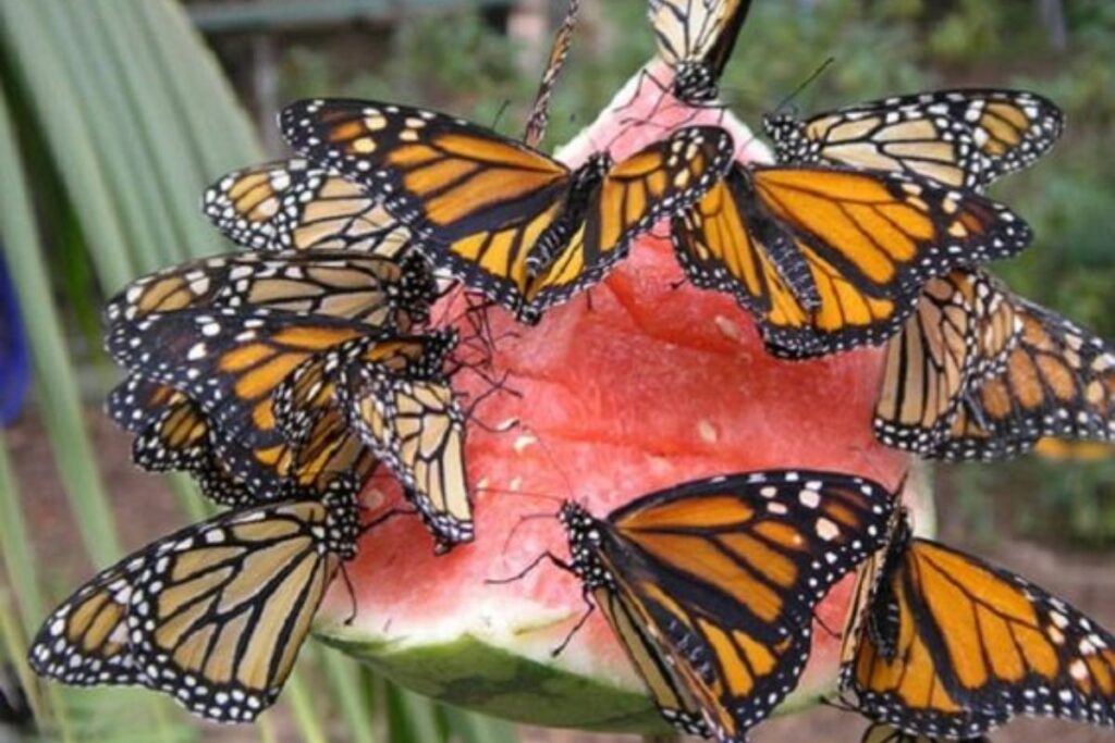 7 easy DIY butterfly feeder ideas & how to get endless butterflies