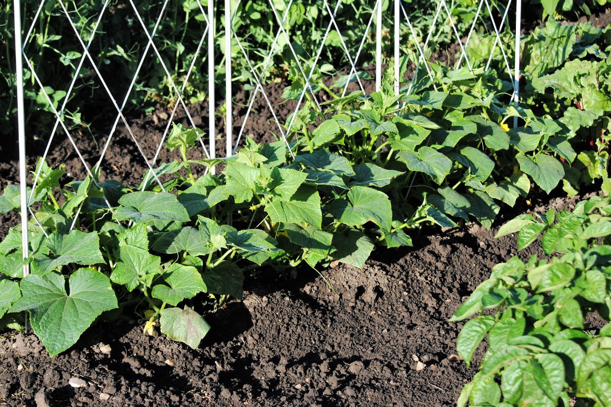 Never buy a cucumber again. Just follow these 6 tips for growing a ...