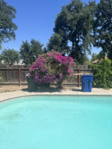 10 Unique Flowers That Thrive Around Swimming Pools