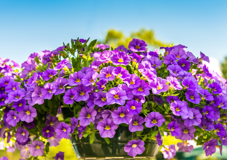 11 Beautiful Flowers That Love Full Sun and Heat