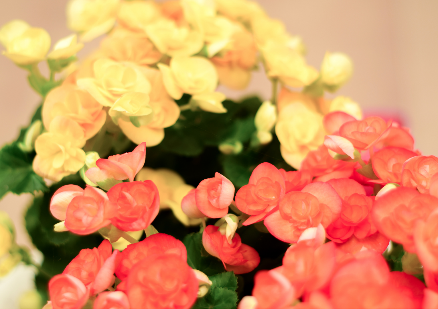 11 Best Flowers For Low Sun