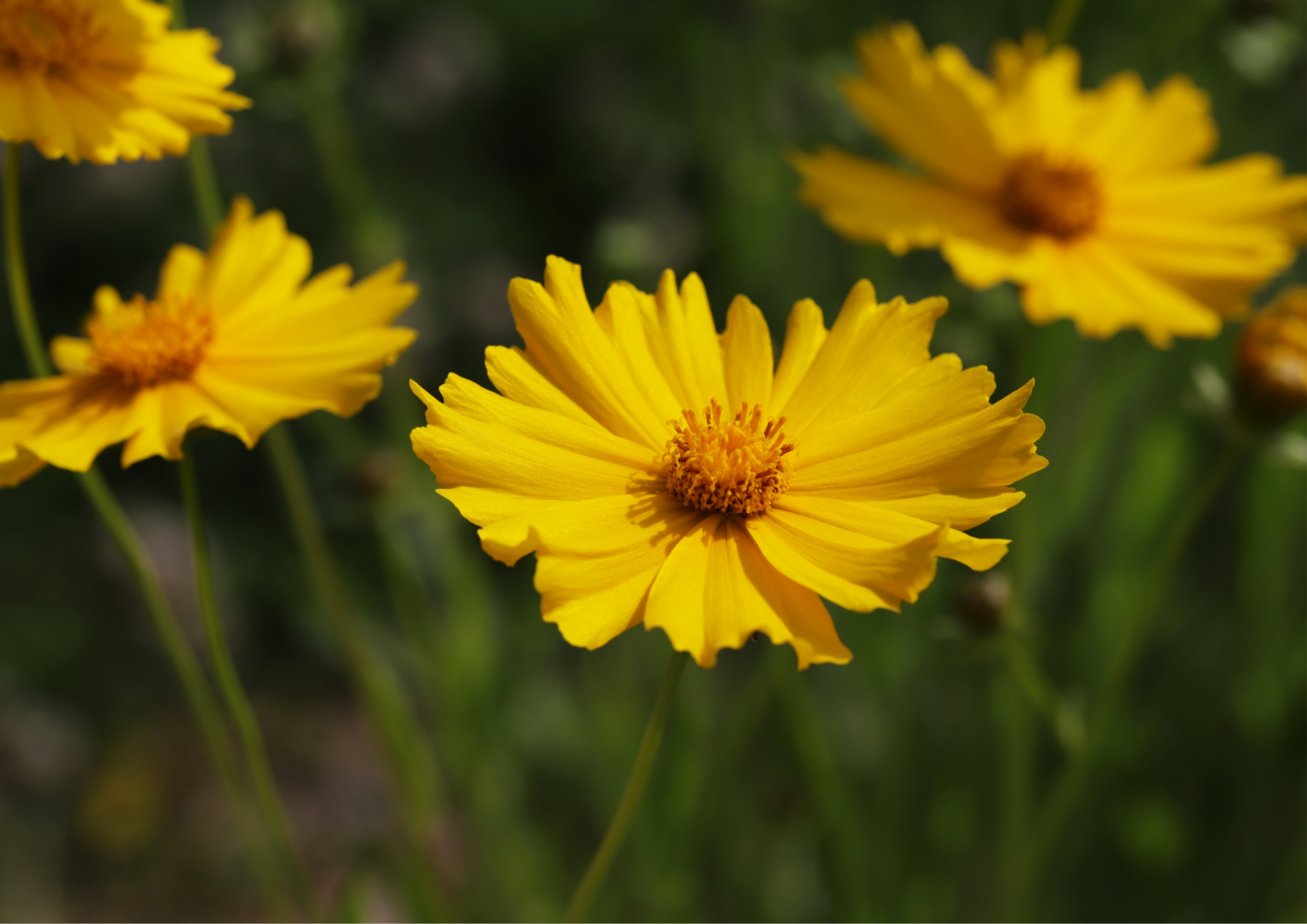 11 Beautiful Flowers That Love Full Sun and Heat