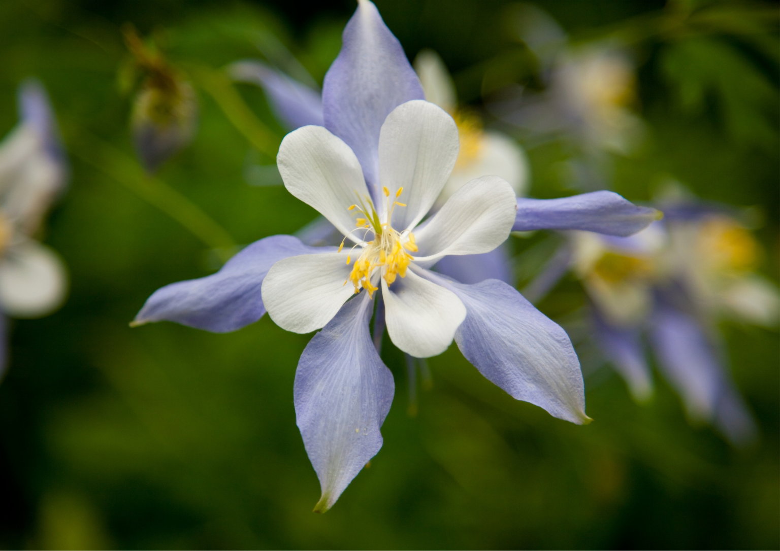 11 Best Flowers For Low Sun