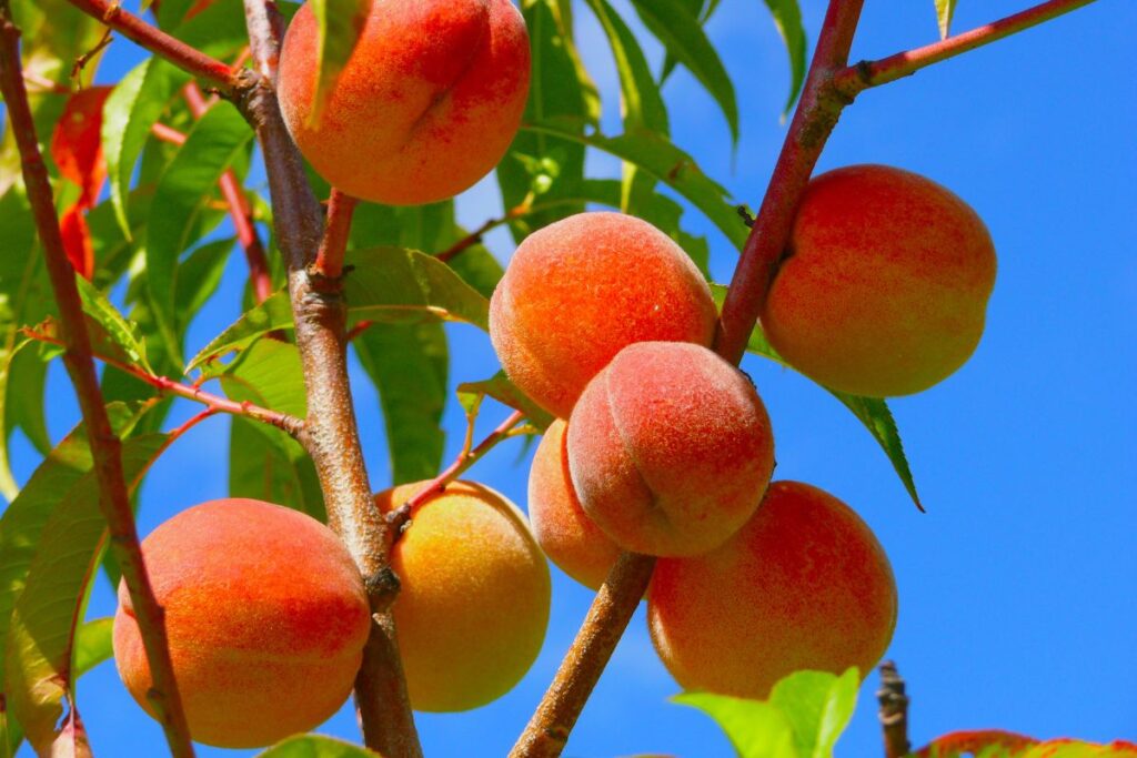 Ditch the store-bought peaches. Implement these 10 techniques for a ...