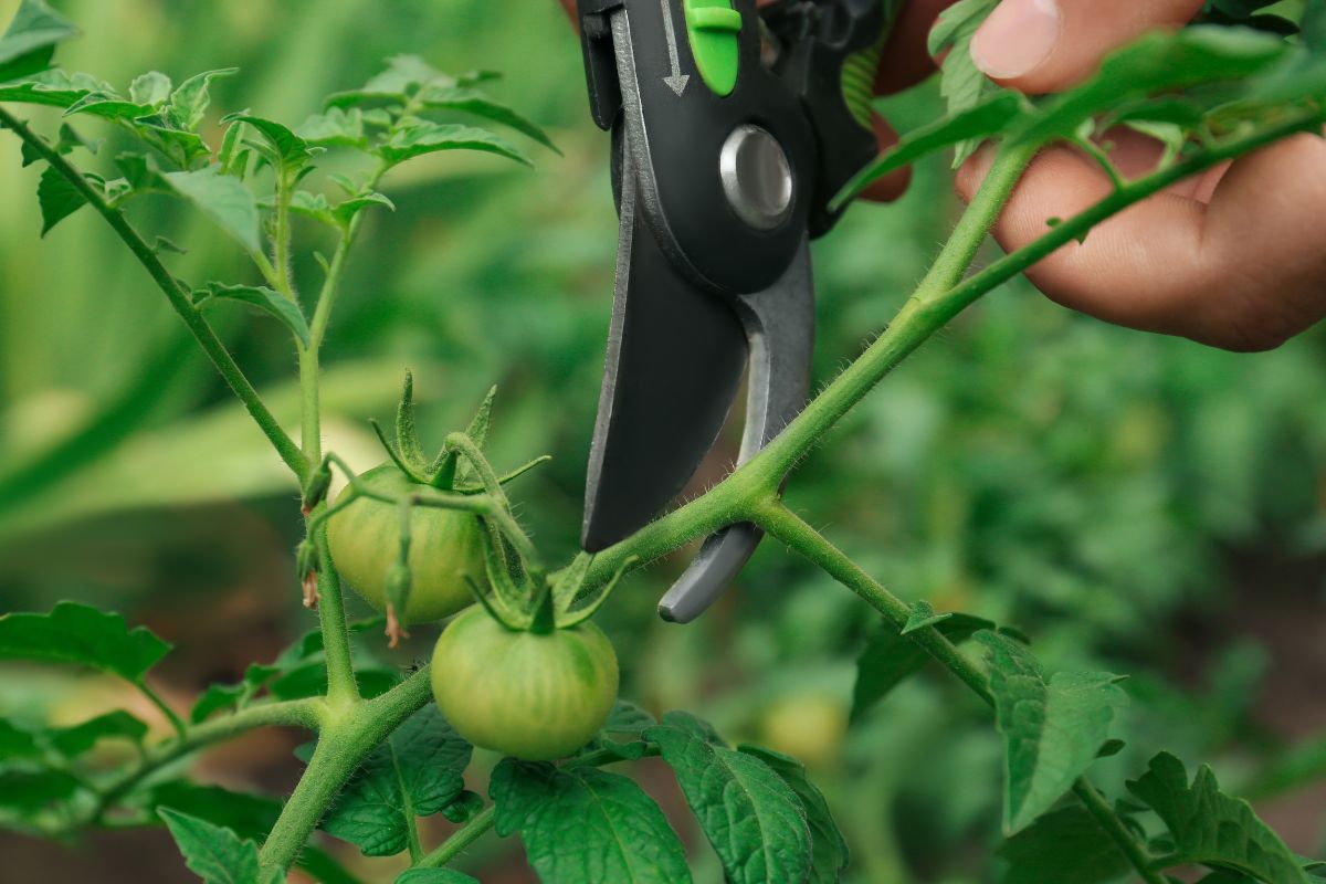 How To Prune Tomato Plants To Increase Your Harvest
