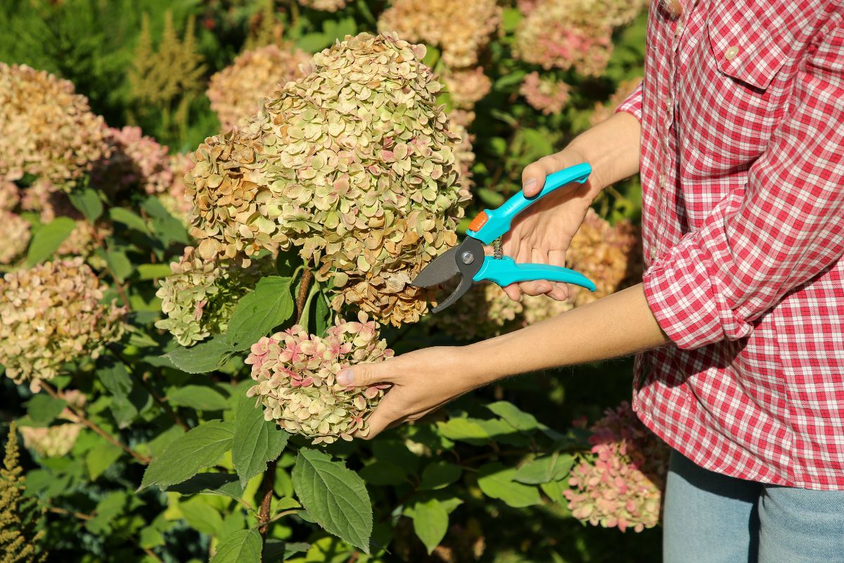 Aiming for Fuller Hydrangeas: Expert Tips for Lush Blooms