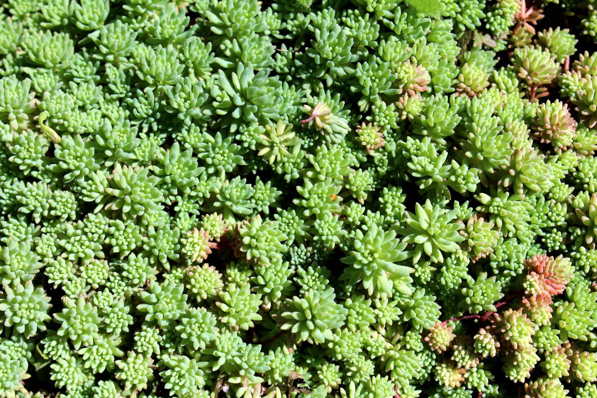 19 Low-Maintenance Ground Covers for a Lush Garden