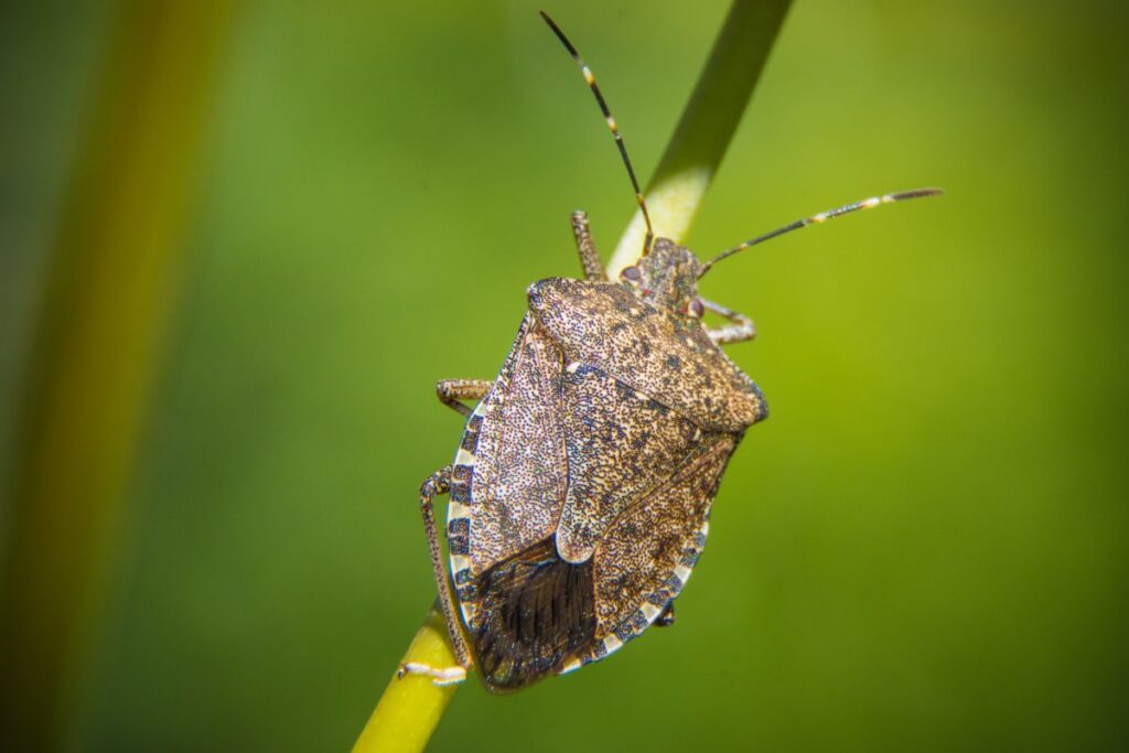 Get Rid Of Stink Bugs With This Wonder Herb