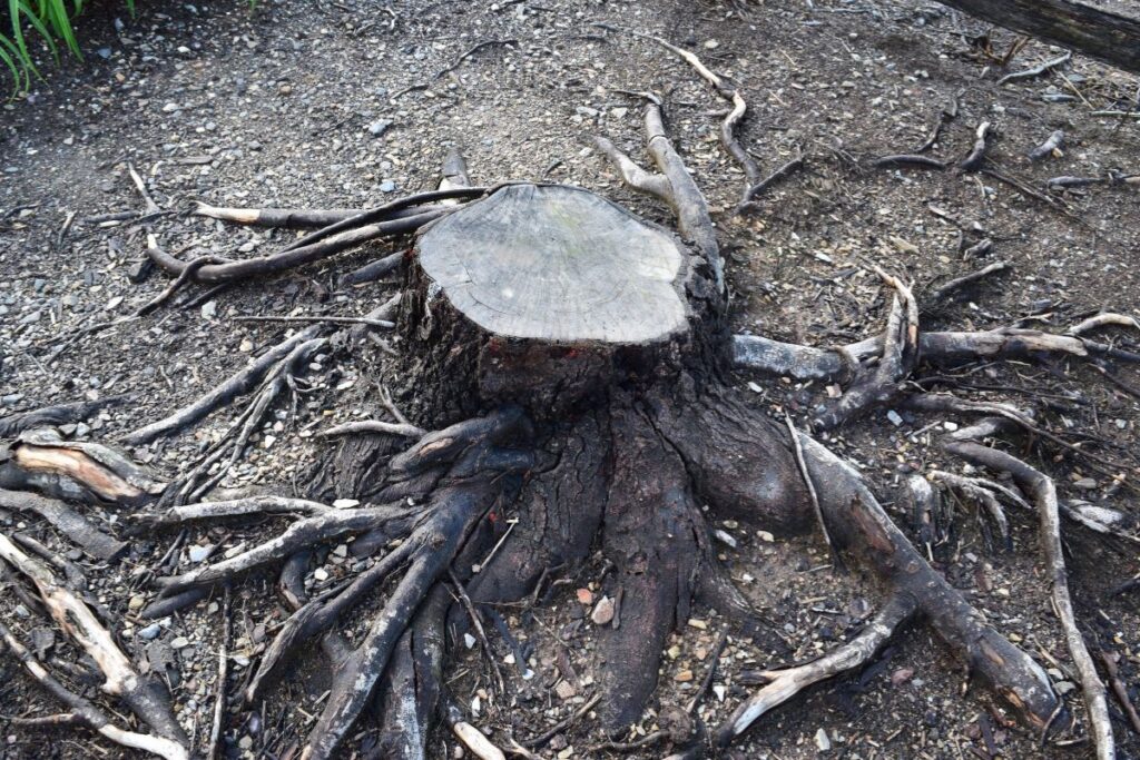 Killing Tree Roots with Bleach: Quick and Easy Guide