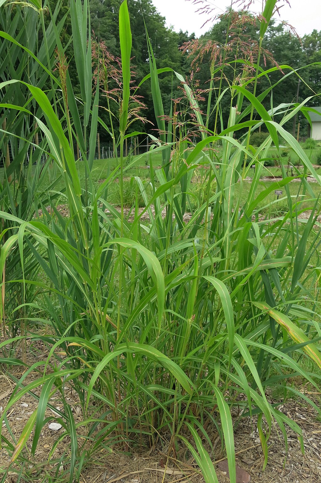 15 Most Dangerous Weeds In The USA You Should Eliminate From Your Garden