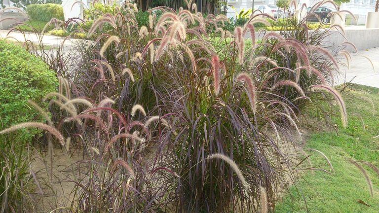 9 Best Ornamental Grasses For Full Sun