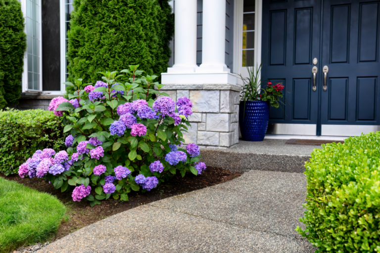 10 Front-of-House Shrubs That Thrive in Full Sun