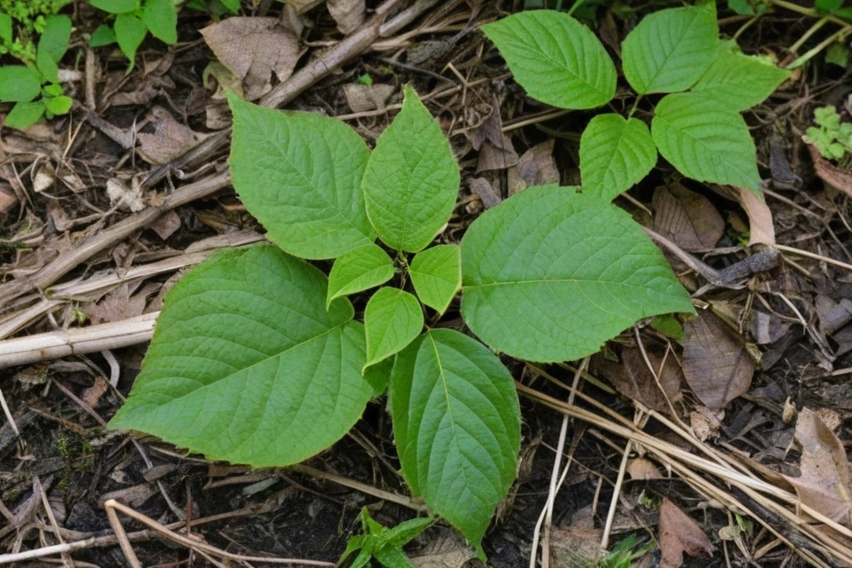 15 Most Dangerous Weeds In The USA You Should Be Aware Of