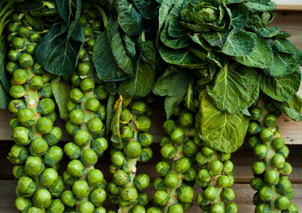 6 Tactics To Grow Brussel Sprouts