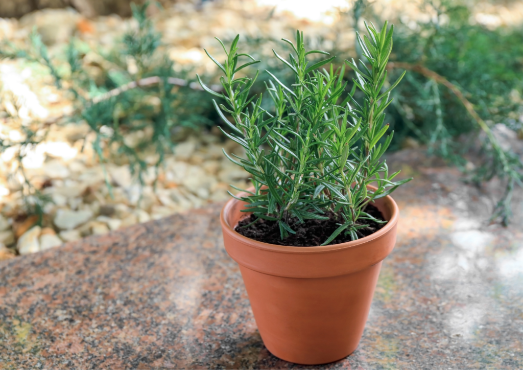 10 Herbs For Protection Against Negative Energy