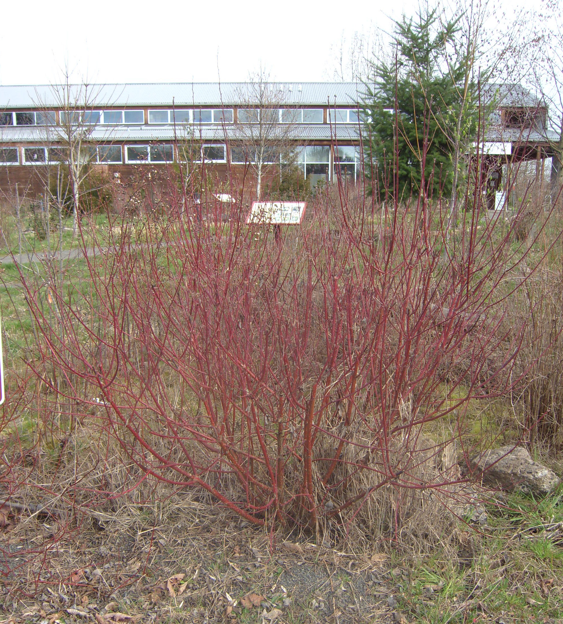 10 Moisture-Tolerant Shrubs That Thrive in Wet Soil