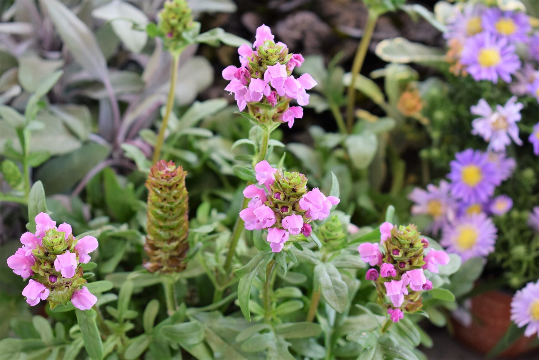 13 Best Plants For Drainage Ditch