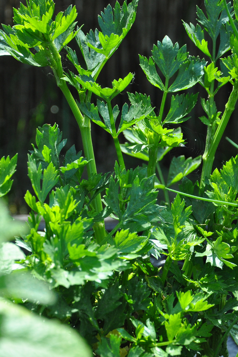 6 Tactics To Grow Celery From Stalk at Home