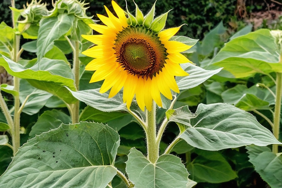 3 Reasons Why Your Sunflower Isn’t Blooming and How to Fix It