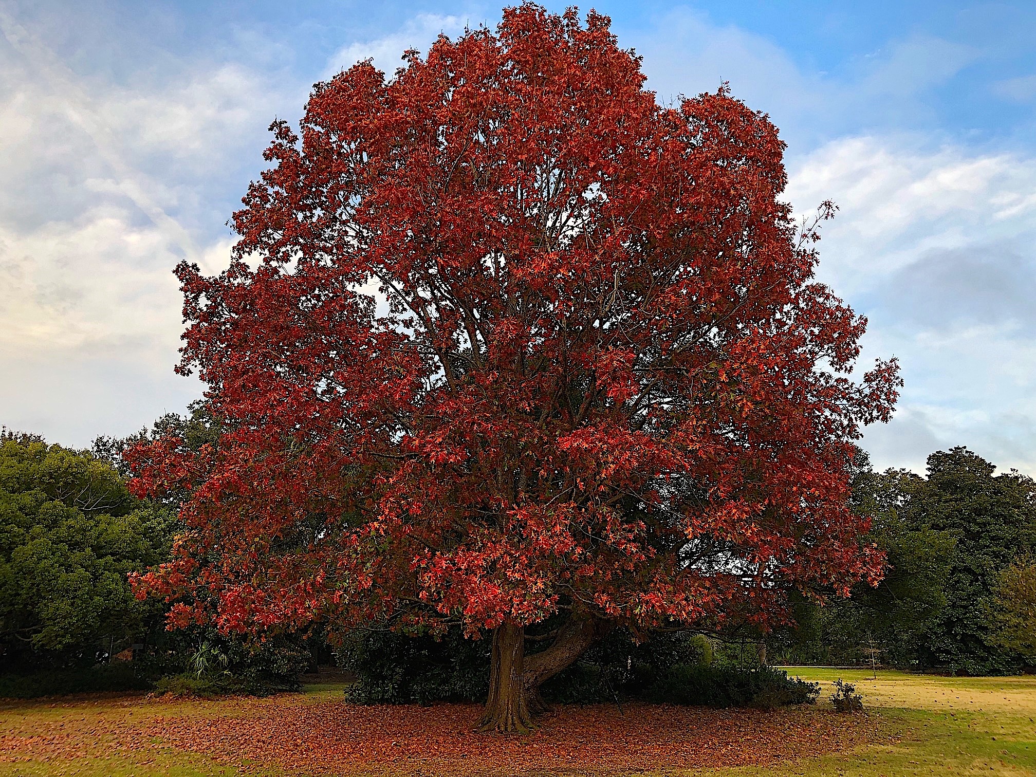 10 Brilliant Trees Perfect for Alabama's Climate