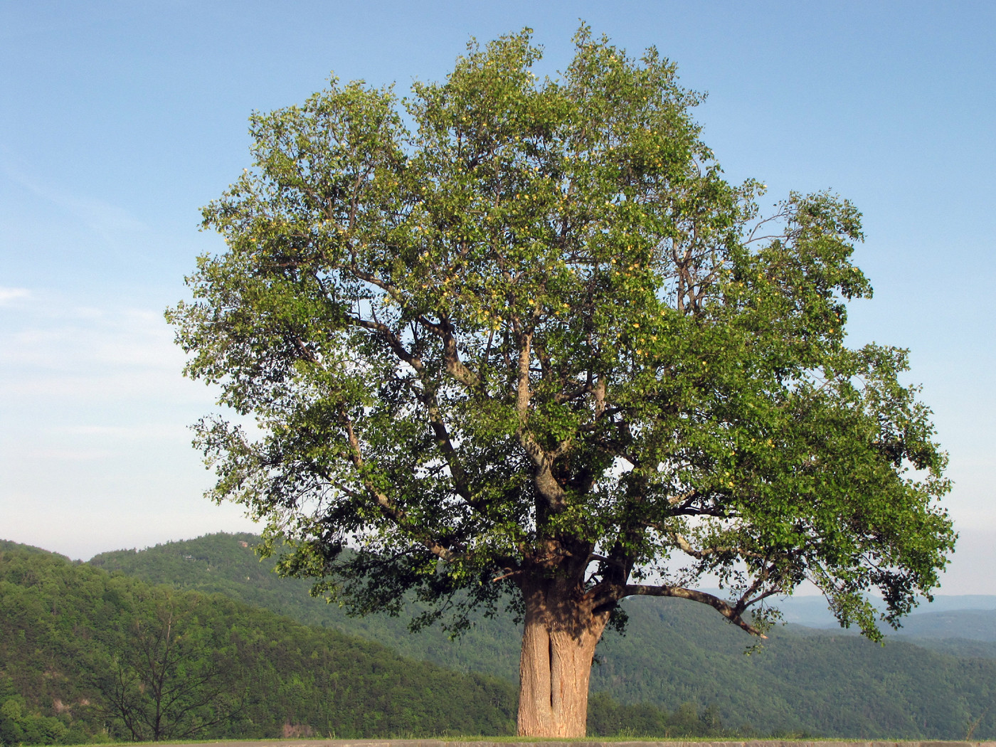 10 Brilliant Trees Perfect for Alabama's Climate