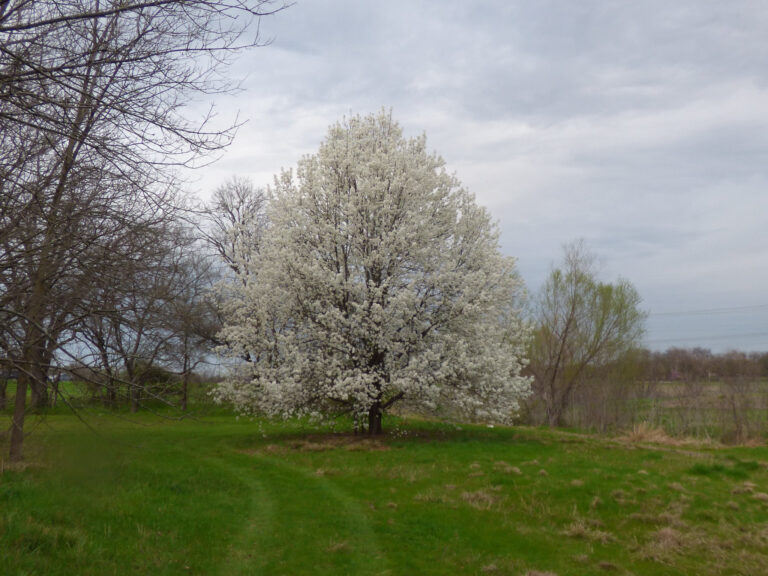 12 Fantastic Trees That Thrive In North Texas
