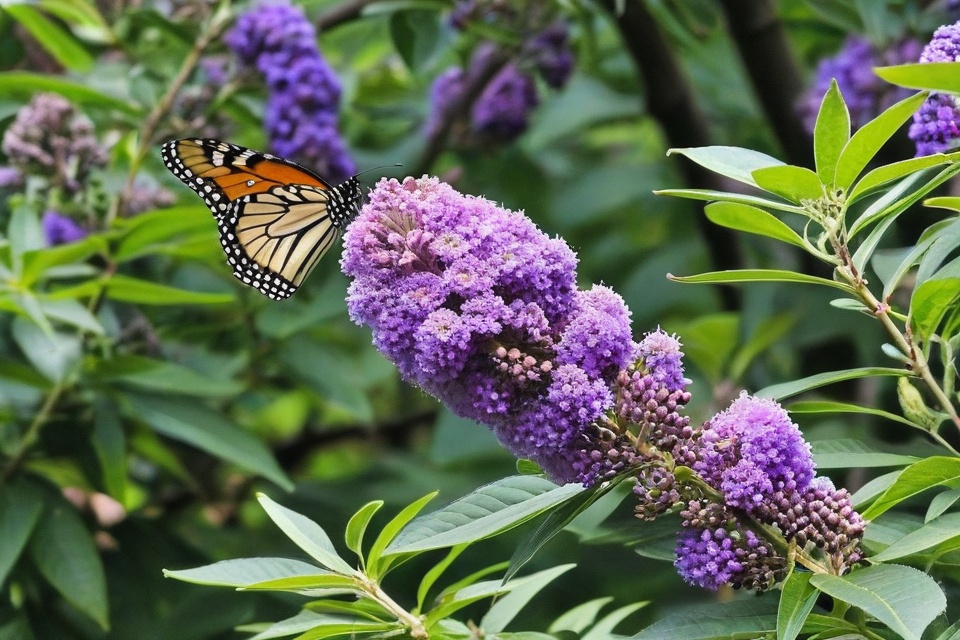 4 Reasons Why You Should Think Twice Before Growing a Butterfly Bush