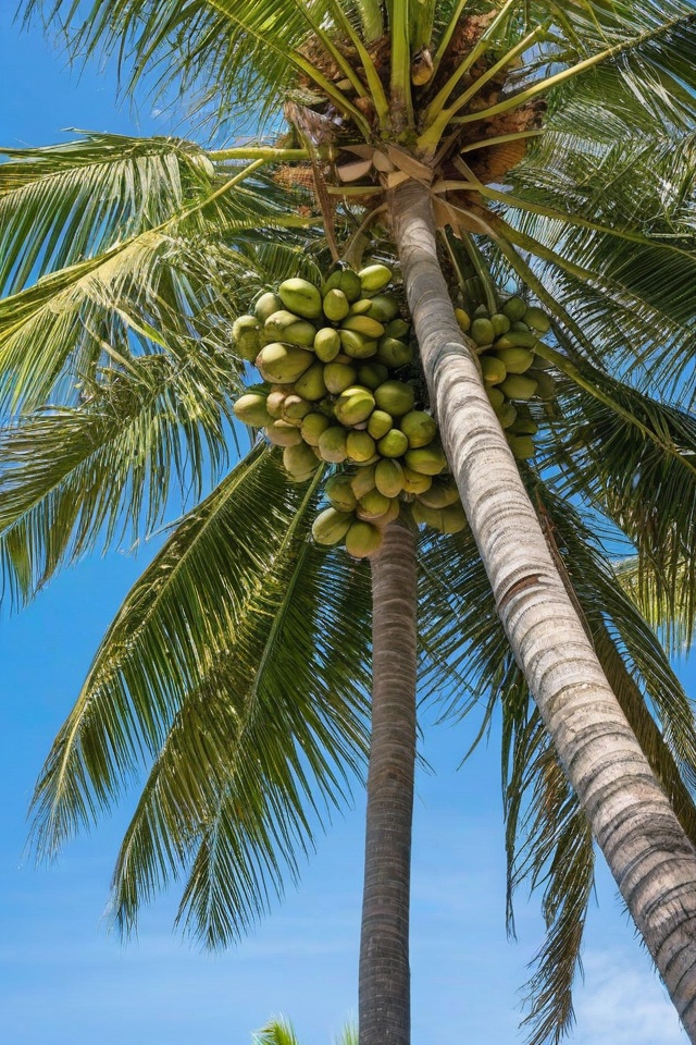 7 Tactics To Grow Coconut Tree
