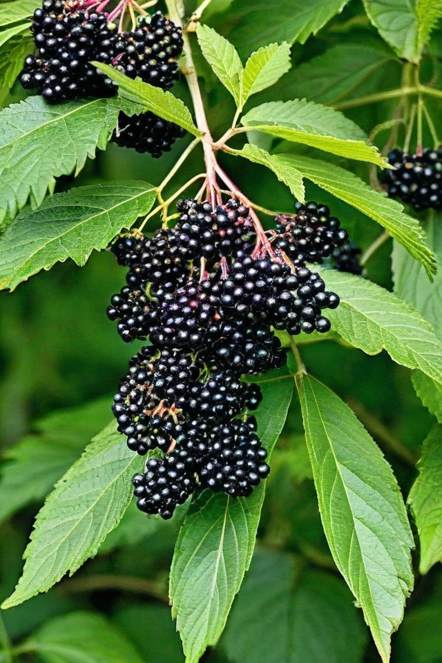 7 Tactics To Grow Elderberry Plants