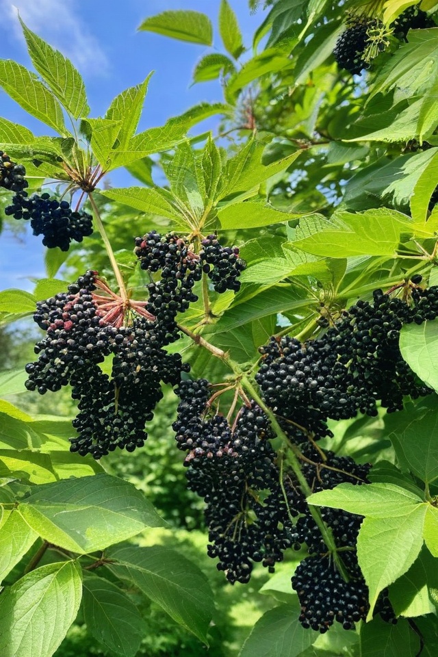 7 Tactics To Grow Elderberry Plants
