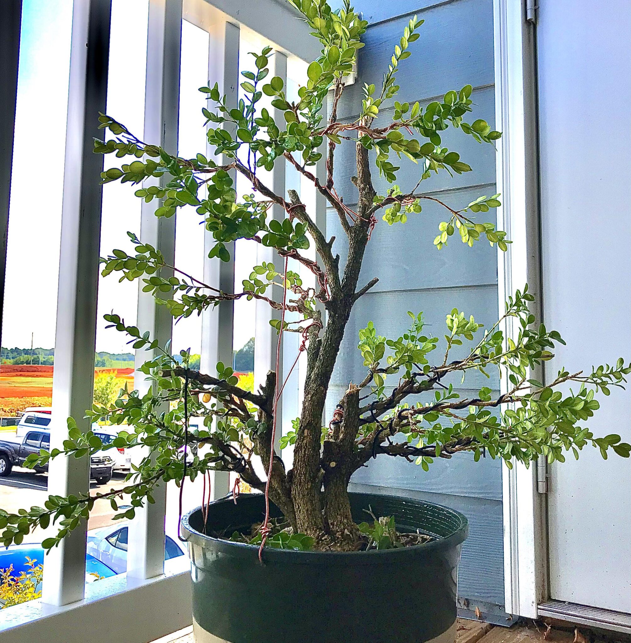 9 Beautiful Potted Trees Ideal for the Balcony