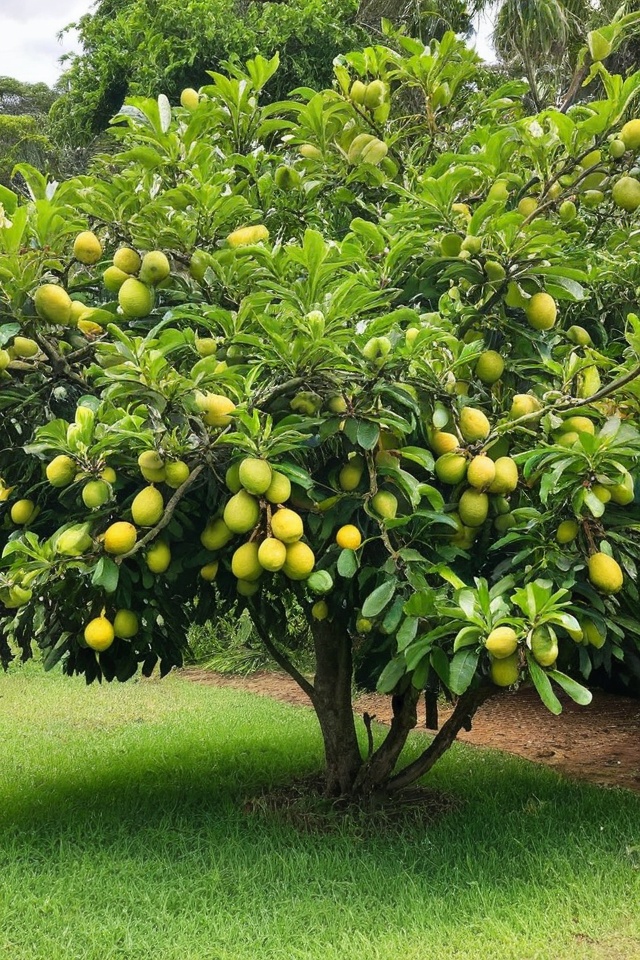 8 Tactics To Grow Guava Tree From Seed