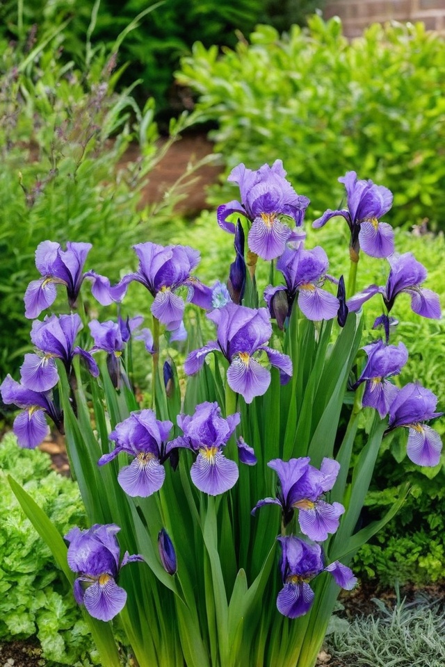 8 Tactics To Grow Iris Plants From Seed