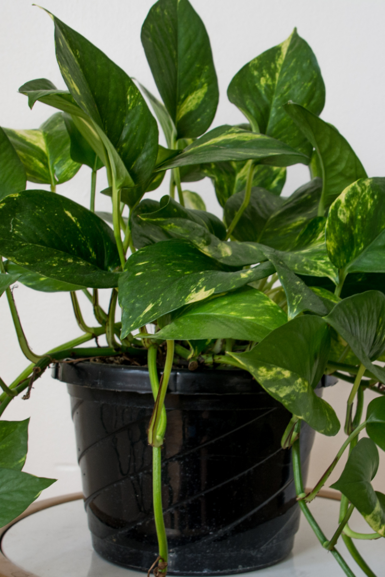 How To Grow Fuller Pothos With These 7 Simple Methods