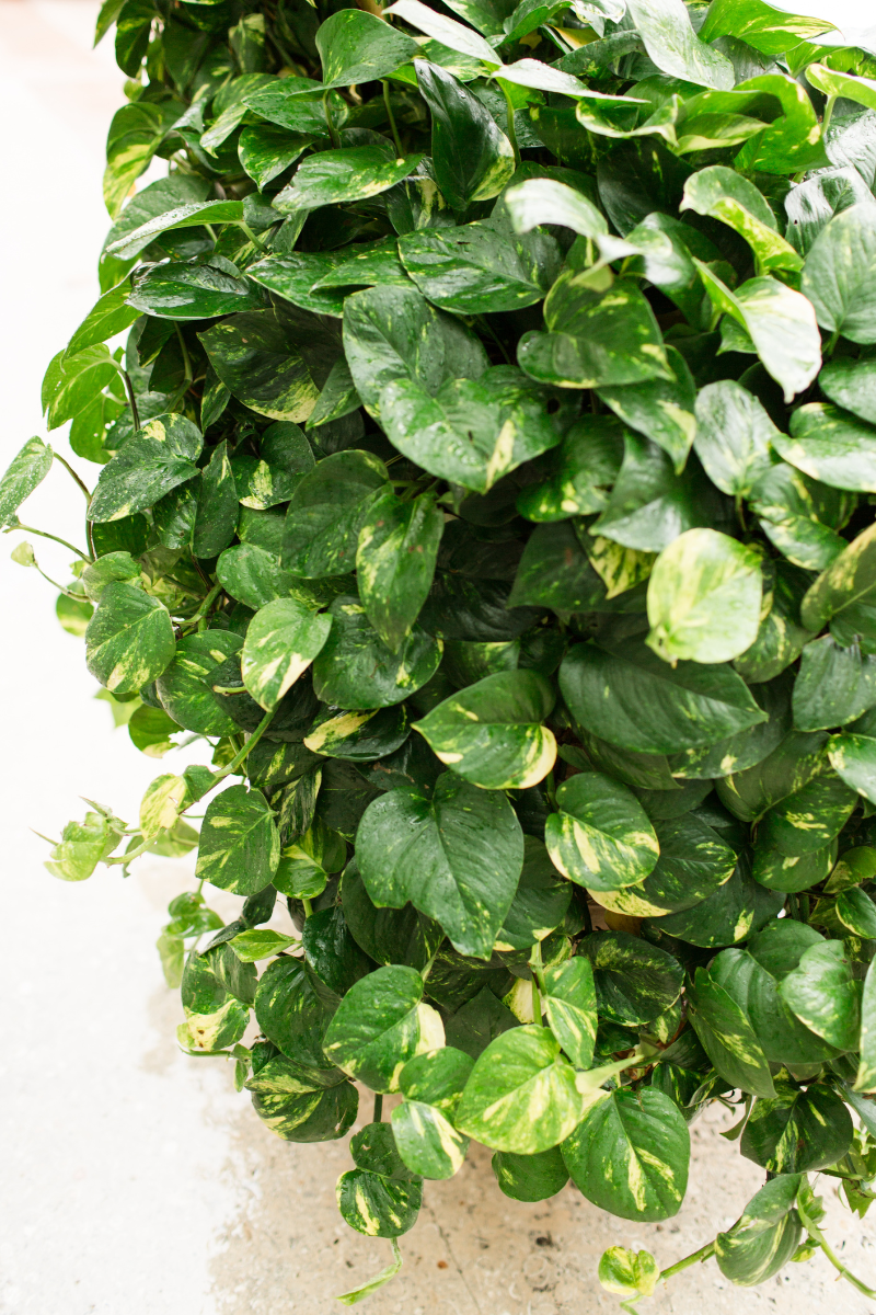 How To Grow Fuller Pothos With These 7 Simple Methods
