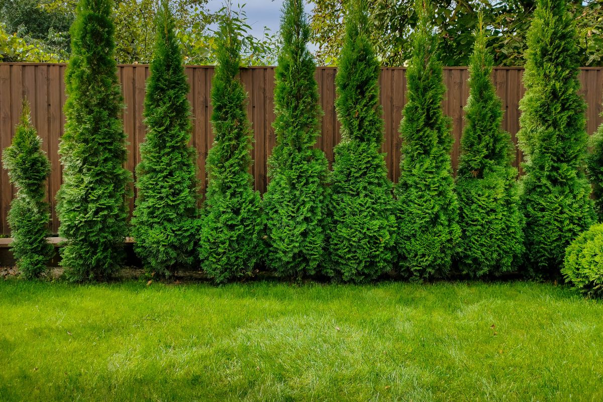 10 Low-Maintenance Shrubs Perfect for Michigan's Climate