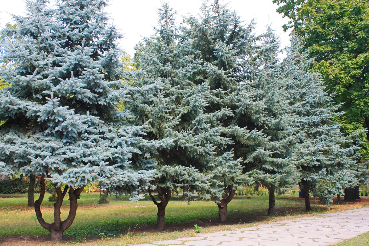 These 10 Trees are Ideal for Utah's Climate and Landscapes