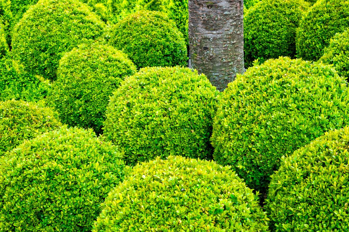10 Low-Maintenance Shrubs Perfect for Michigan's Climate