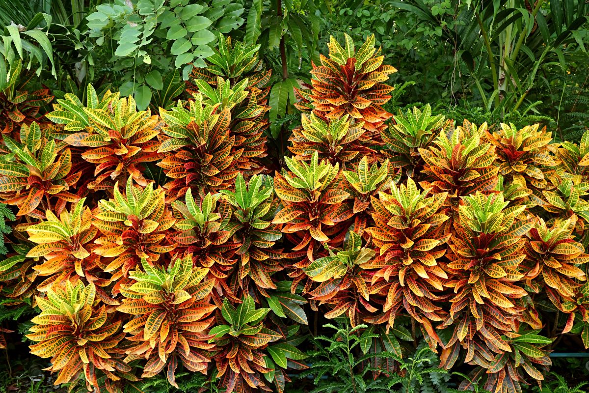 11 Humid-Loving Shrubs Ideal for Florida's Climate