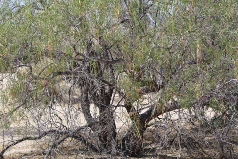 12 Fantastic Trees That Thrive In North Texas