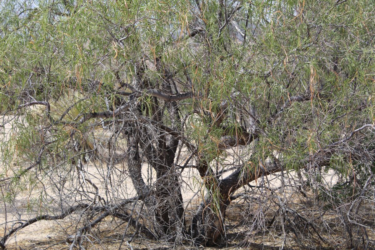 12 Fantastic Trees That Thrive In North Texas